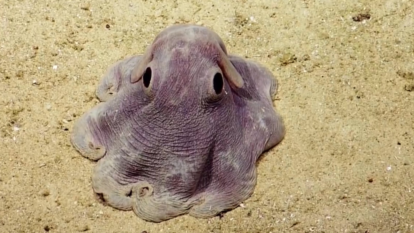 Oktopus sieht aus wie Dumbo - oe24.tv