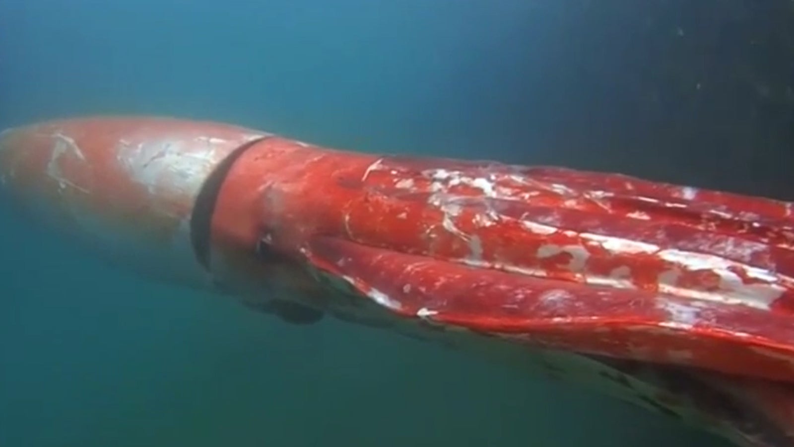 Riesenkalmar in Japan gesichtet - oe24.tv