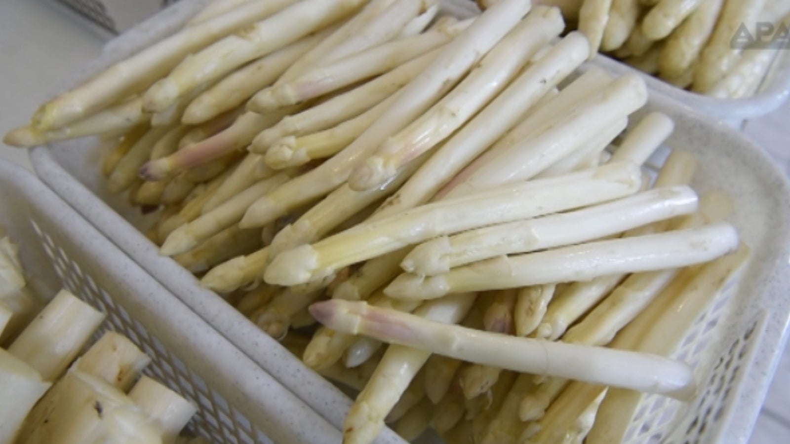 Die Spargelsaison ist eröffnet - oe24.tv