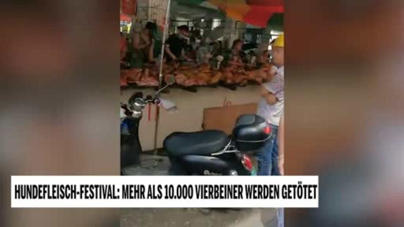 Hundefleisch-Festival: Mehr als 10.000 Vierbeiner werden getötet - oe24.tv
