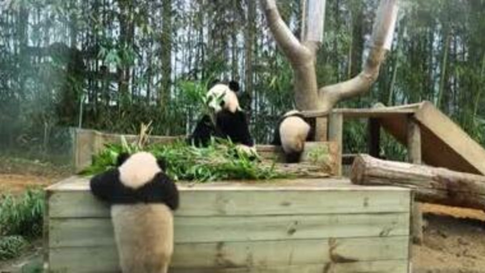 Zahl in freier Wildbahn lebender Pandas gestiegen - oe24.tv