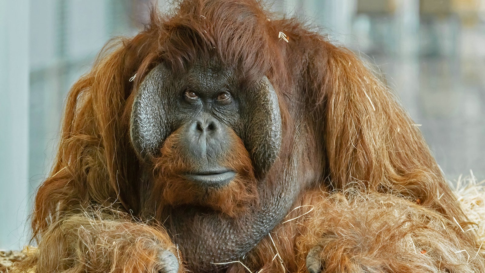 Tot in Schönbrunn: Orang-Utan-Männchen eingeschläfert - oe24.at