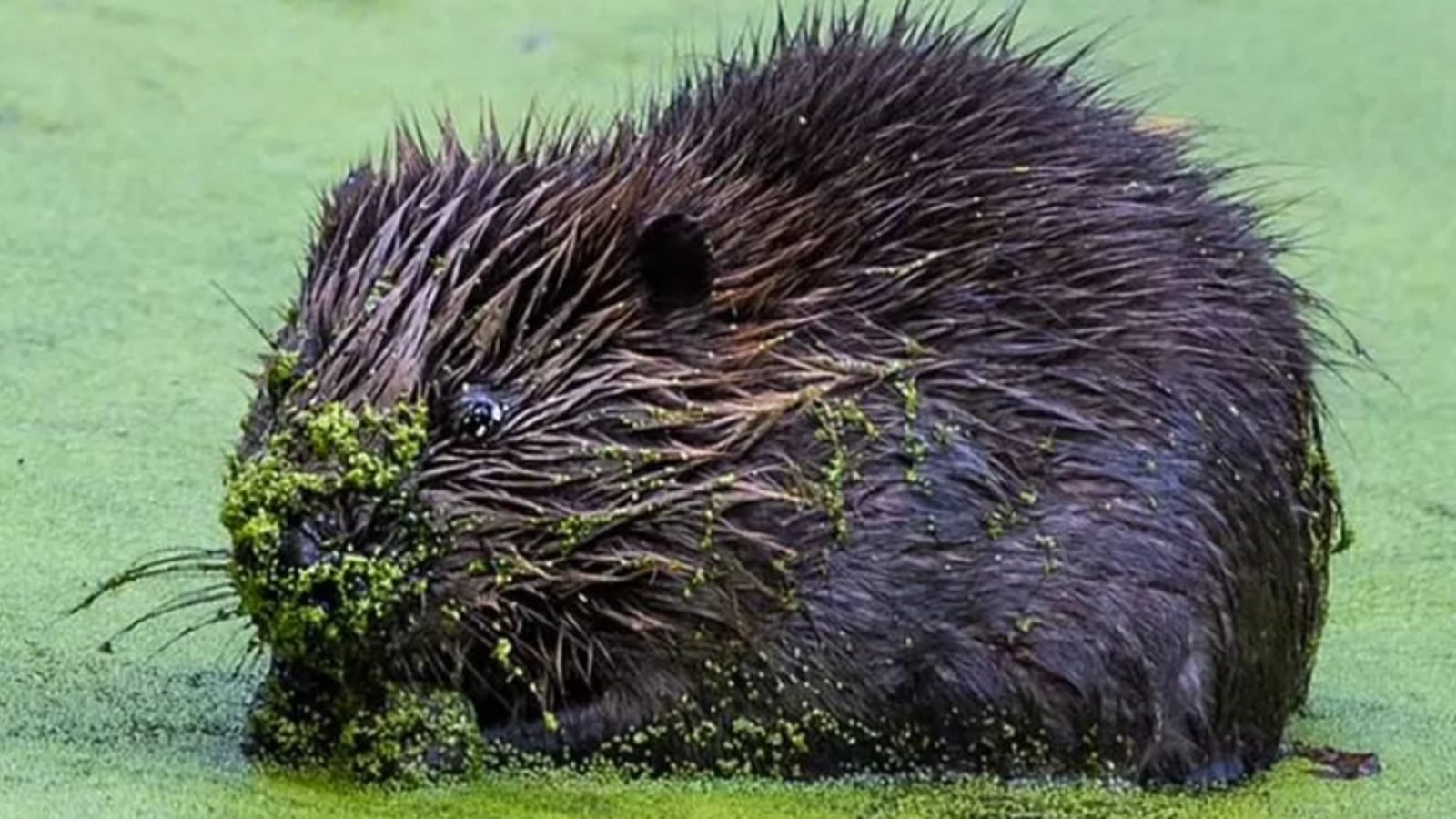 Erstmals ein Biberbaby seit 400 Jahren in London geboren - oe24.at