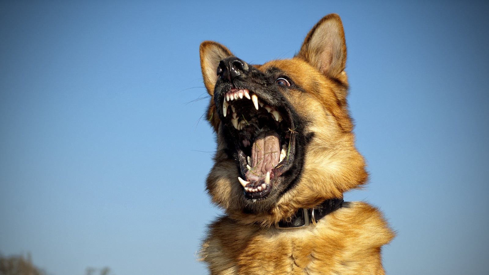 Eine Joggerin wurde am Montagnachmittag von einem Schäferhund angegriffen und verletzt. - oe24.at