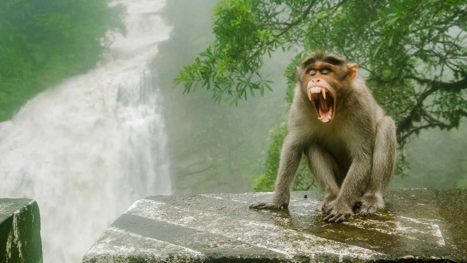 Affe entführt Kind (3) und setzt es an Klippe aus - oe24.at