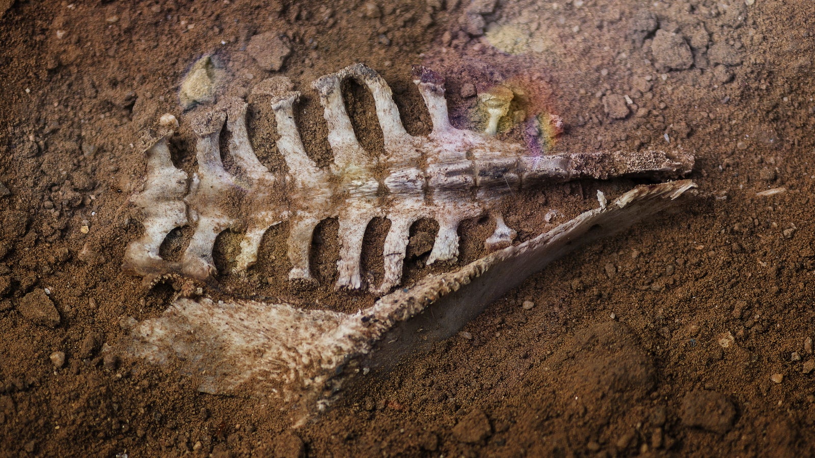 Knochen von neuer Dinosaurier-Art in Argentinien entdeckt - oe24.at