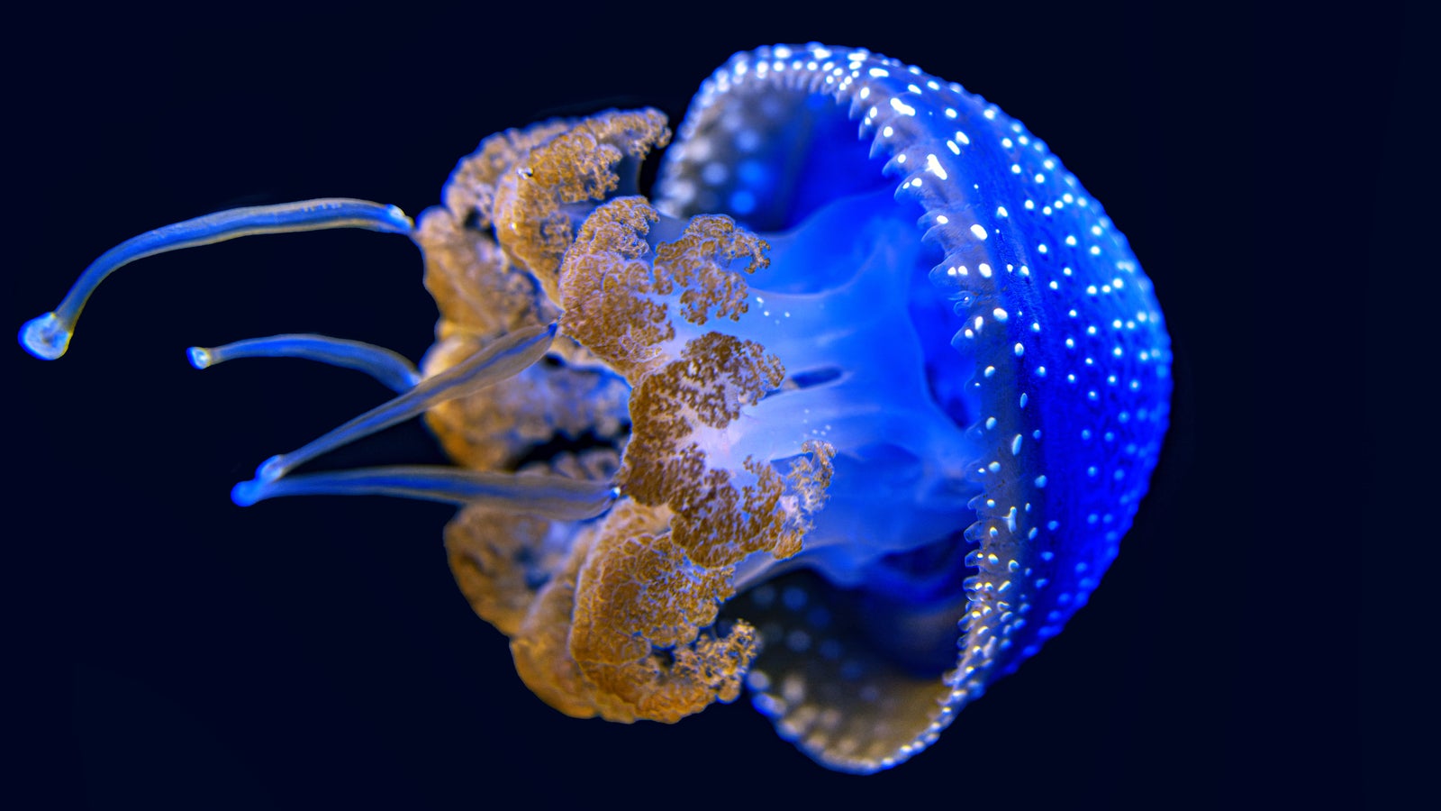 Auch ohne Gehirn: Quallen sind lernfähig - oe24.at