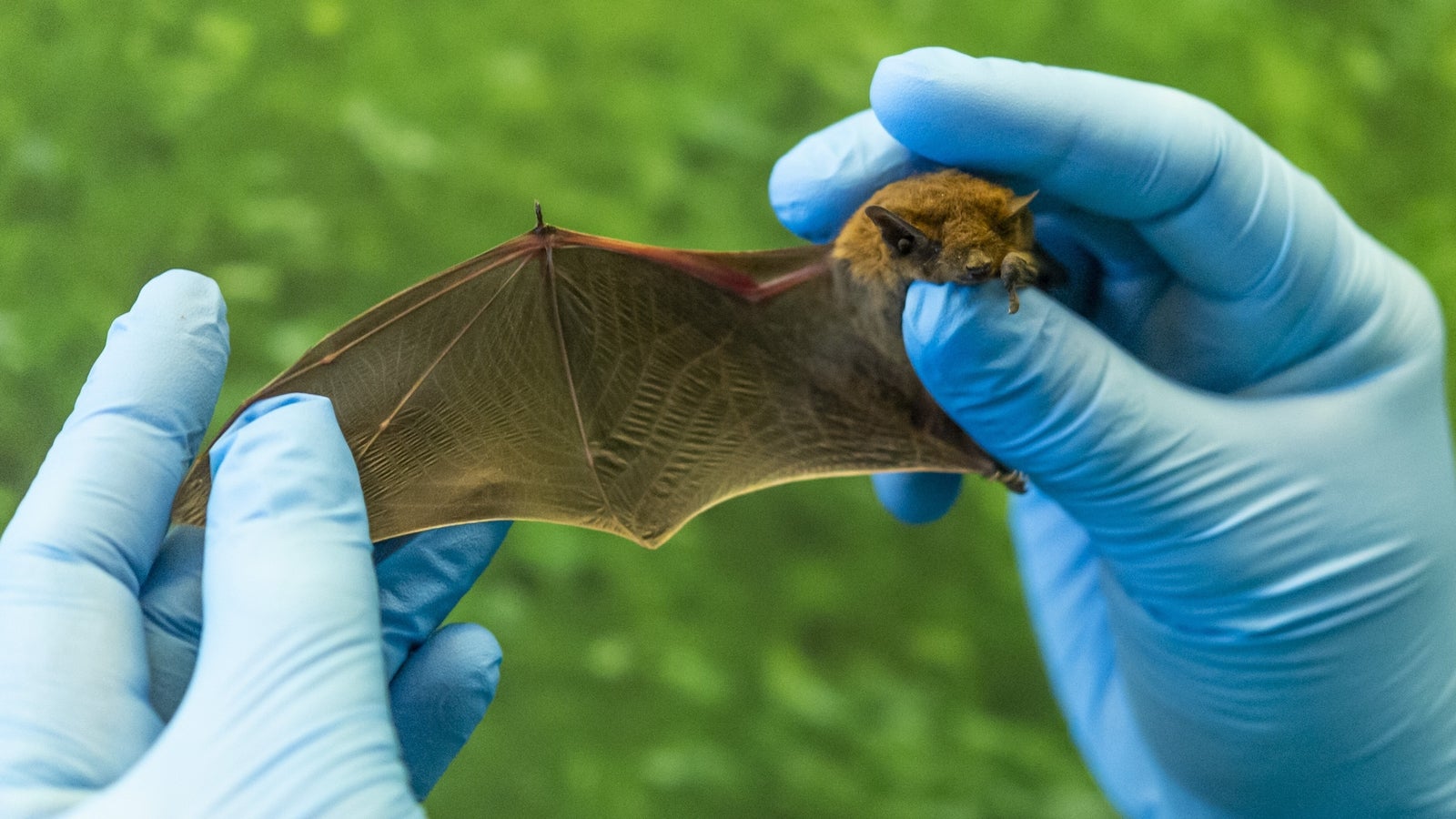 Wie Corona: Neues Fledermaus-Virus entdfeckt - oe24.at