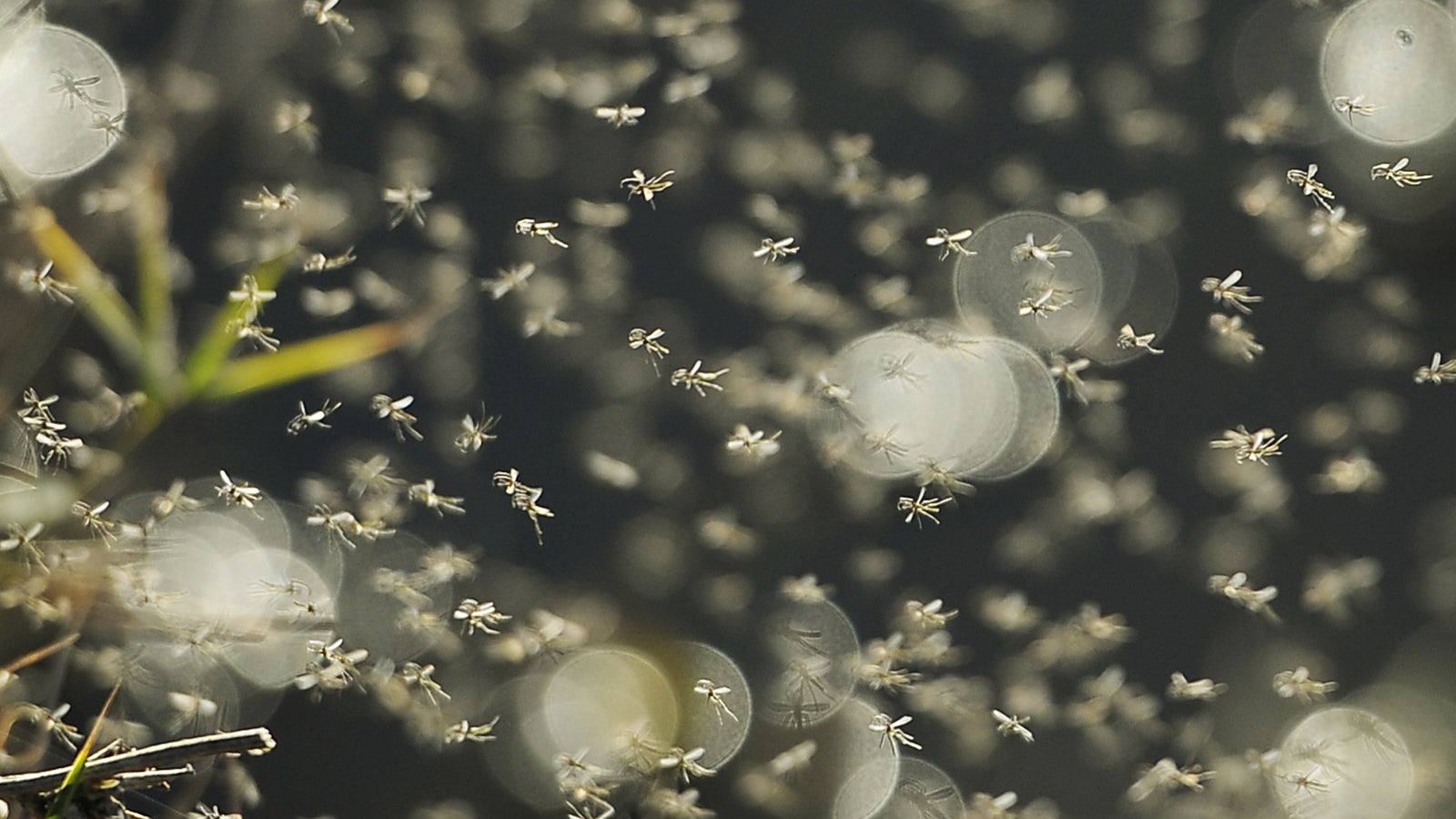 Gelsen-Alarm in Österreich: Mückenfalle einfach selber bauen - LIVE&STYLE