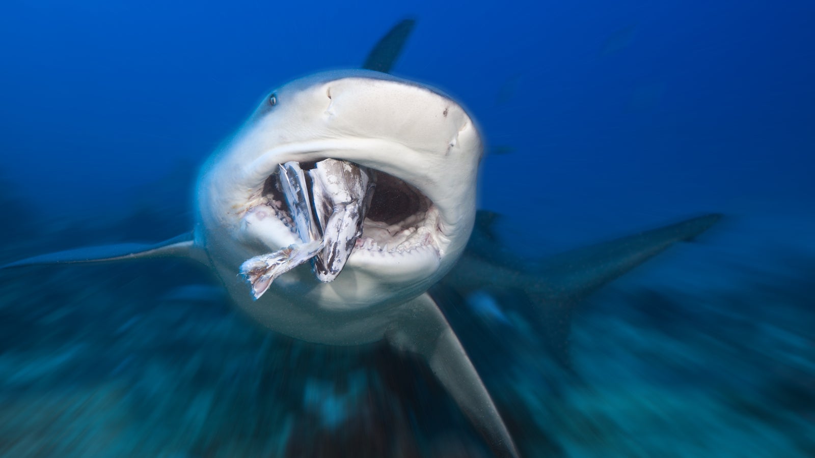 Hai-Opfer ist wieder bei Bewusstsein - oe24.at