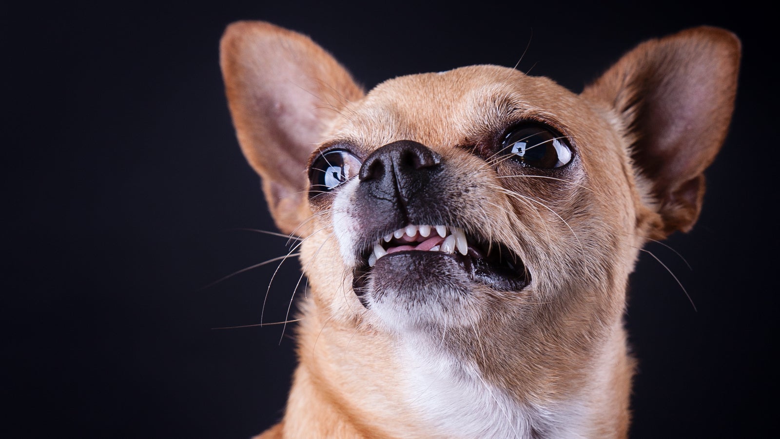 So erkennen Sie, dass sich ein Hund bedroht fühlt - oe24.at