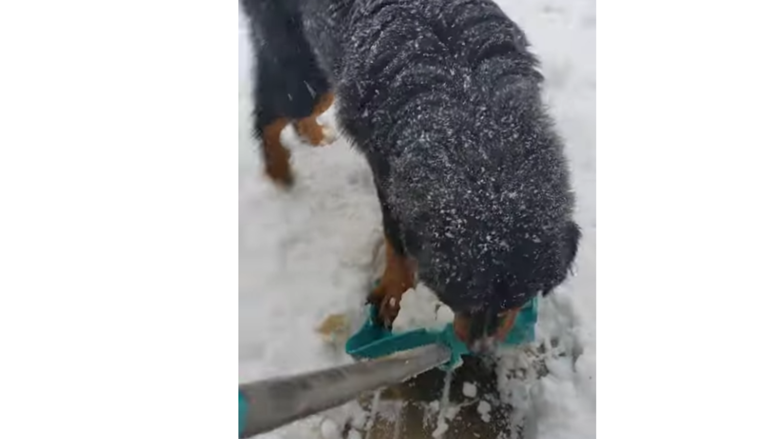 Kein Fan: Hund hindert Besitzer süß am Schneeschaufeln - oe24.at
