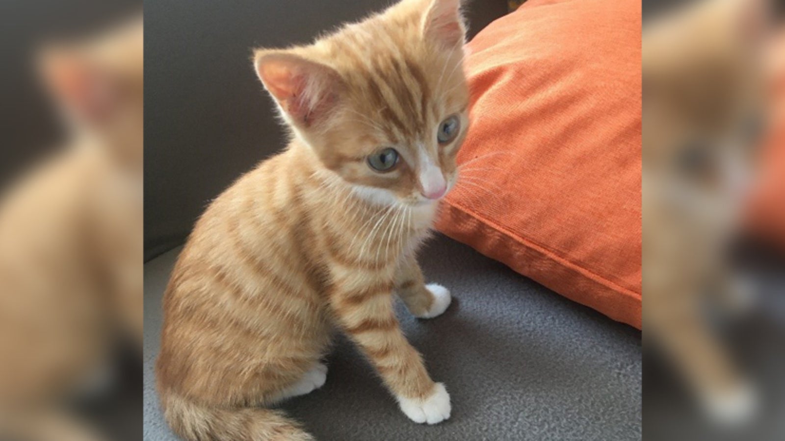 Catnapping mit Happy-End - oe24.at