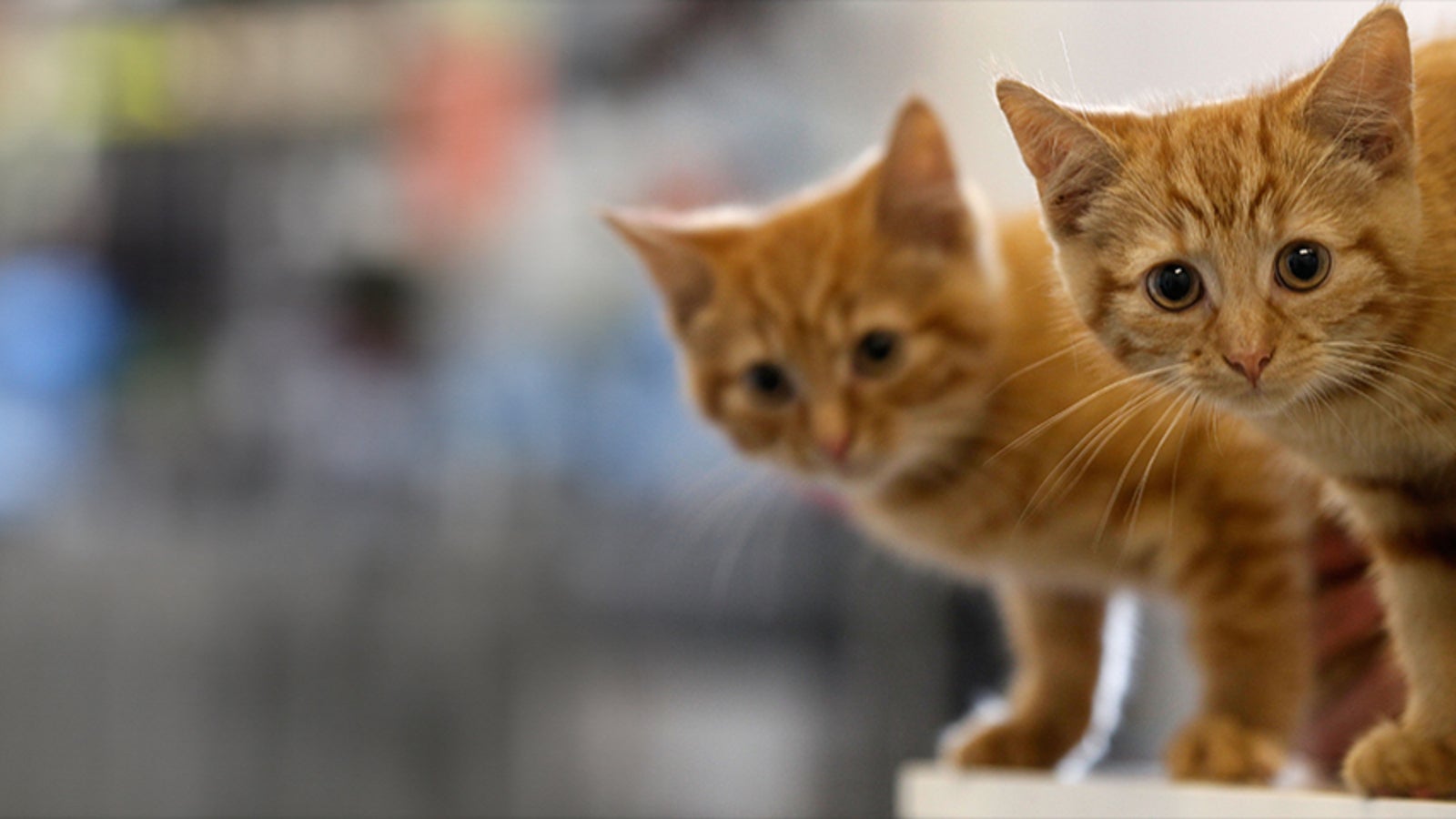 Welche Haustiere besonders beliebt sind - und wo sie leben - oe24.at