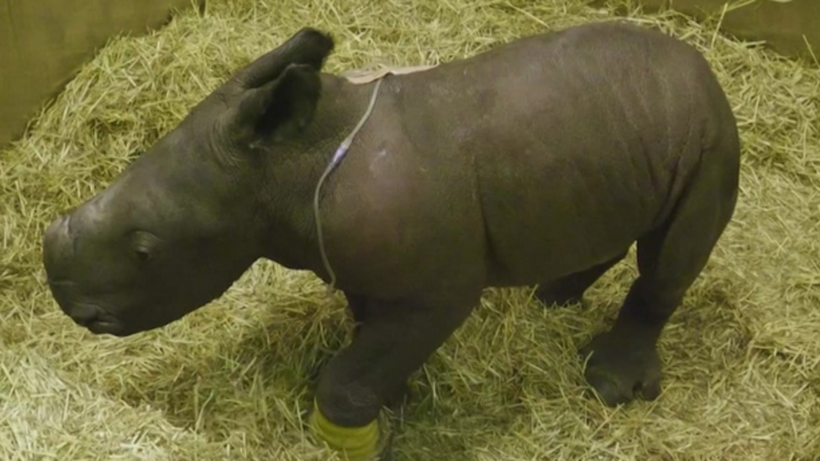Todes-Drama um seltenes Nashorn-Baby - oe24.at
