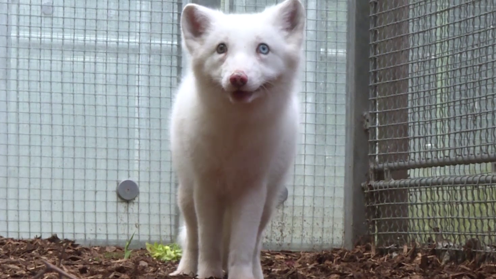 Abschied | Polarfuchs Wukk startet in sein neues Leben - oe24.at