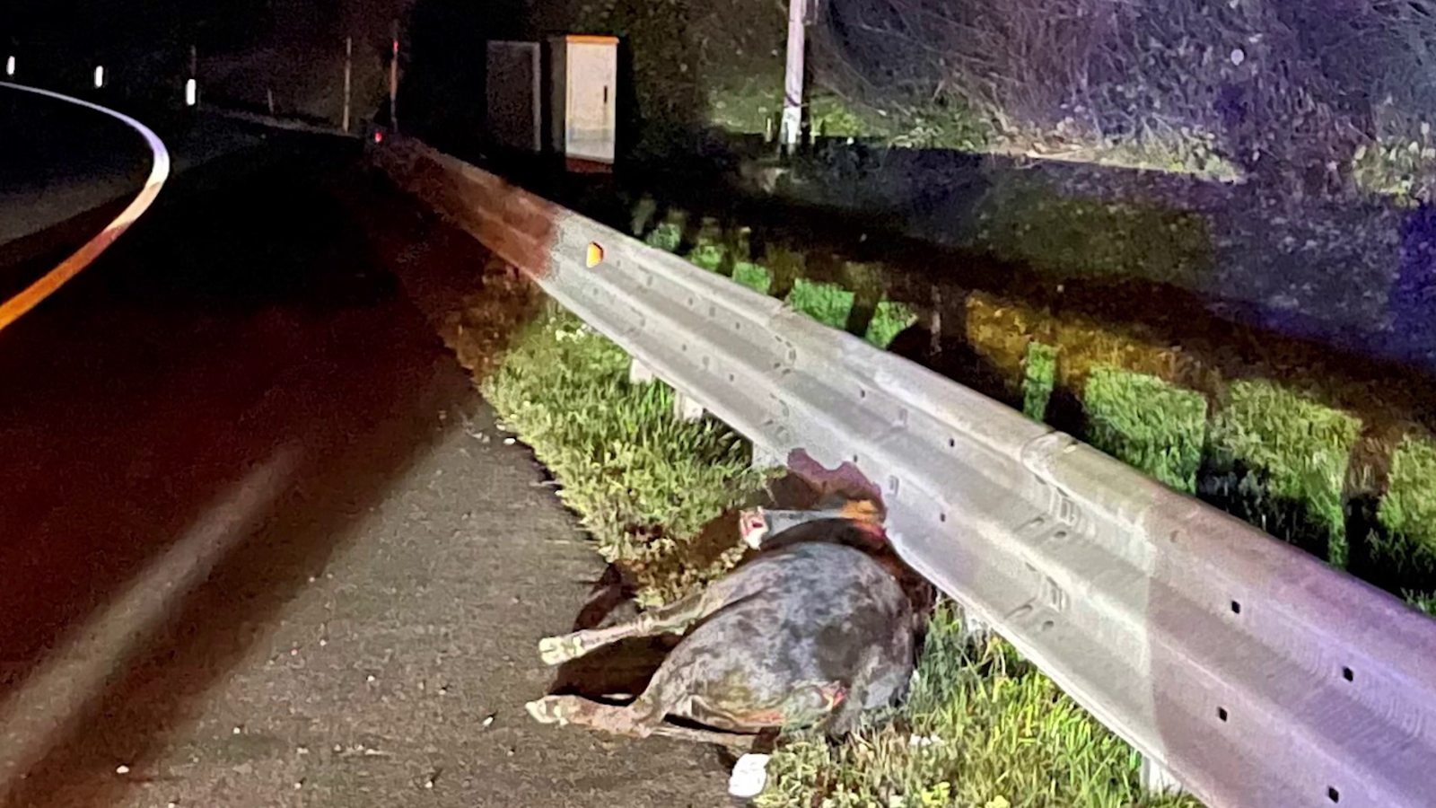 Rinder auf der Südautobahn: Zwei tote Tiere - oe24.tv