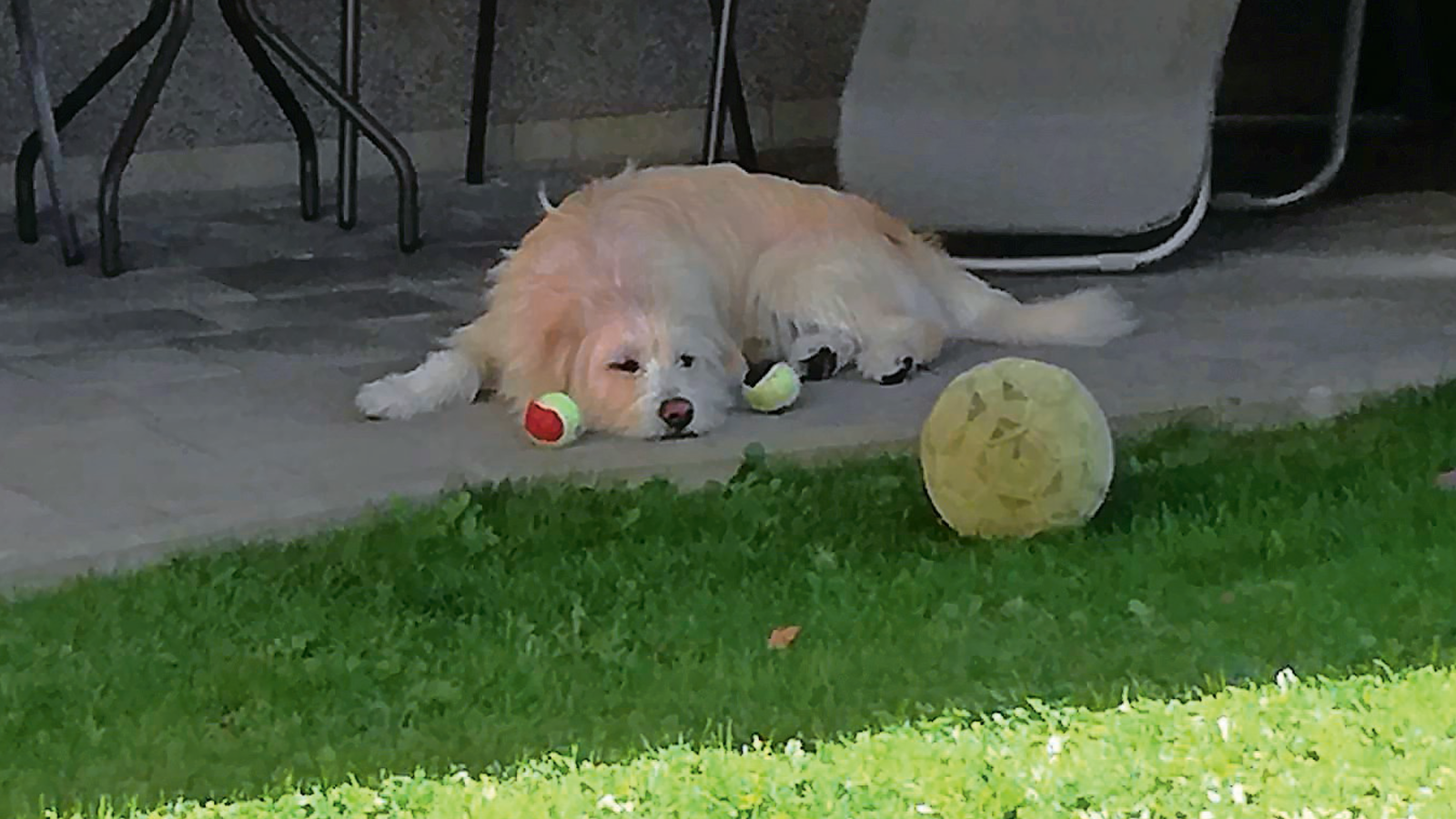 Doppelmord in der Steiermark: Nur Hund Mogli überlebte Mord-Massaker ...
