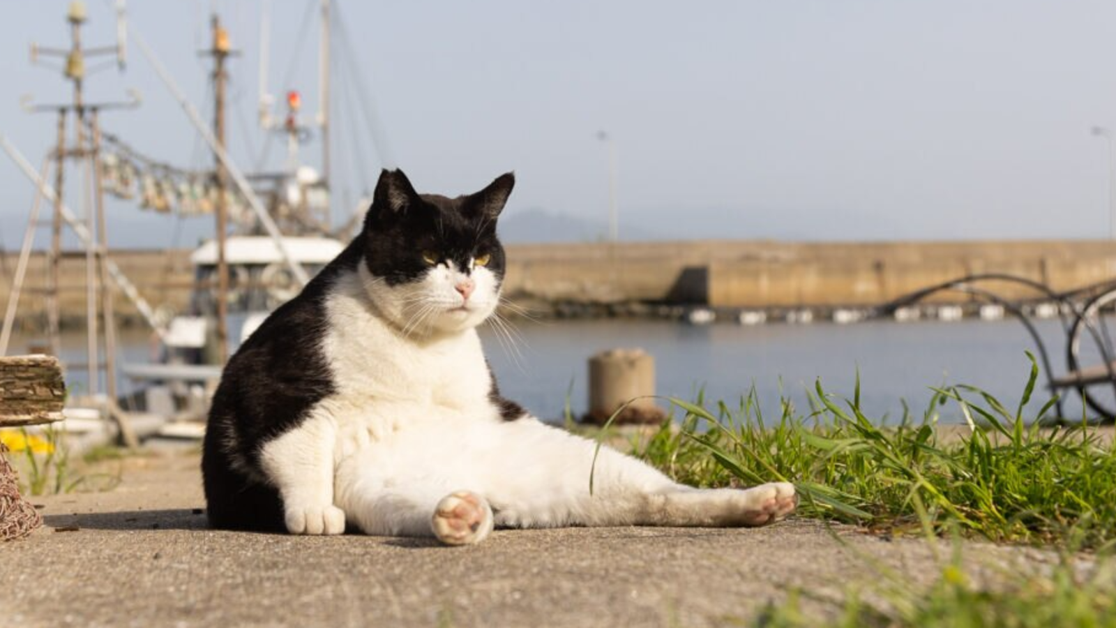 Zu süß: Das sind die lustigsten Tierfotos der Welt - oe24.at
