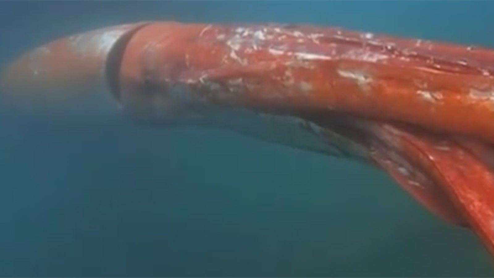 Riesenkalmar sorgt weltweit für Aufsehen - oe24.at