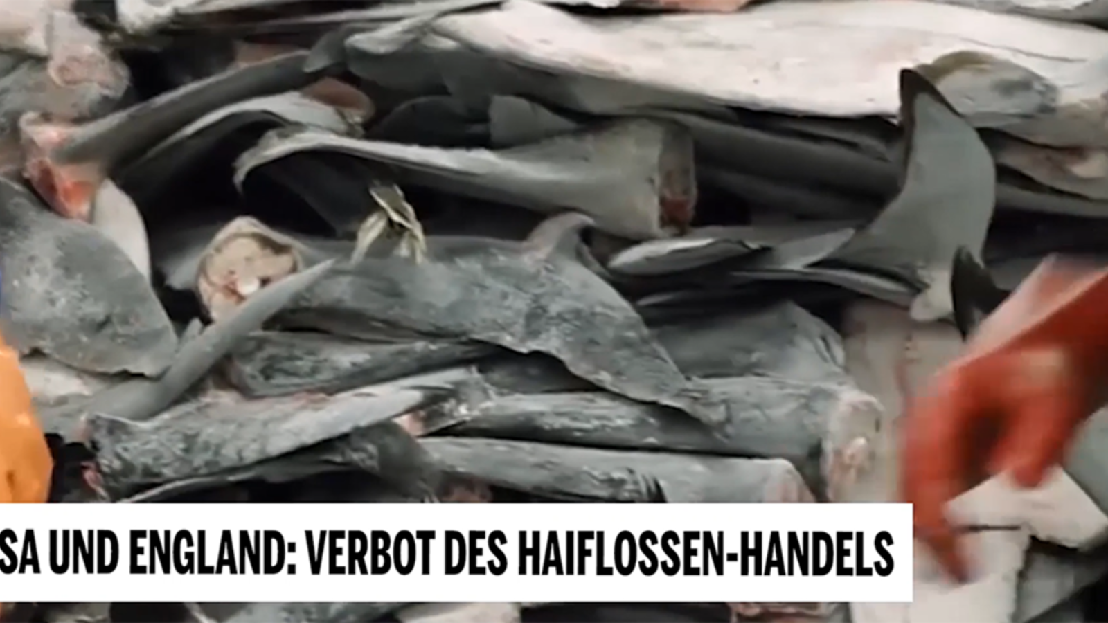 Haiflossen-Handel nun verboten - oe24.at