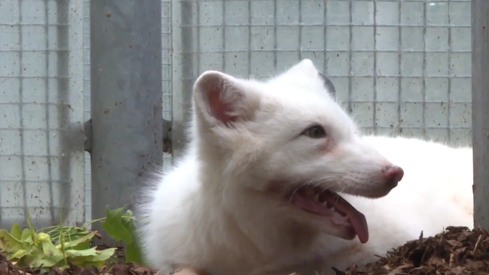 Polarfuchs Wukk startet in sein neues Leben - oe24.tv