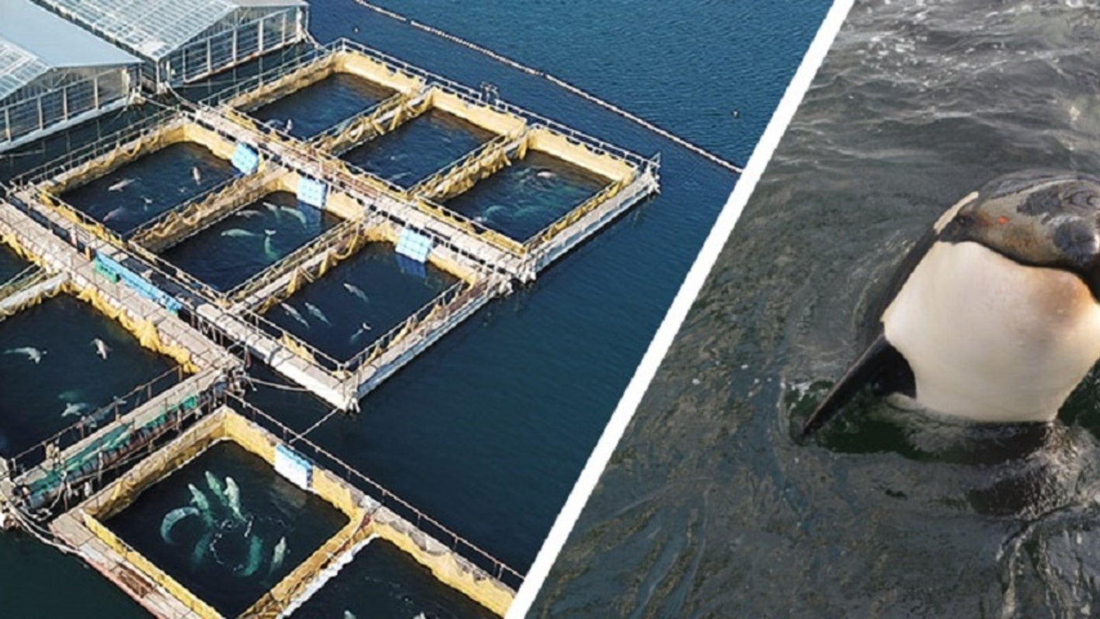 Wal-Manipulation: Beluga-Wal als Spion - oe24.at