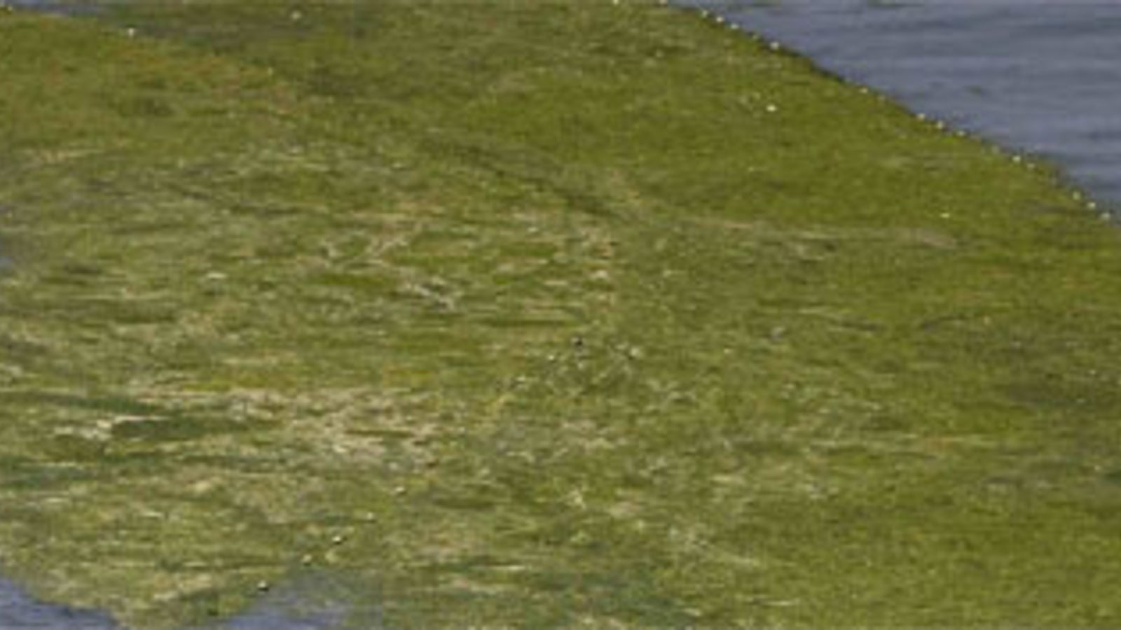 Algenteppich breitet sich bis nach Süditalien aus - oe24.at
