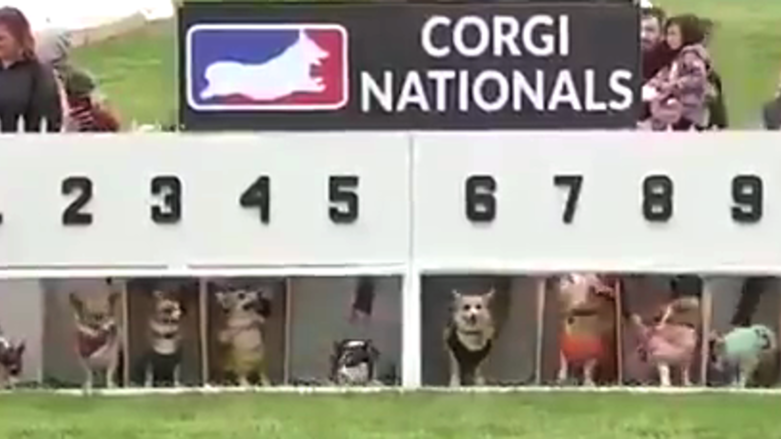 Hunderte Corgis rennen um die Wette - oe24.tv