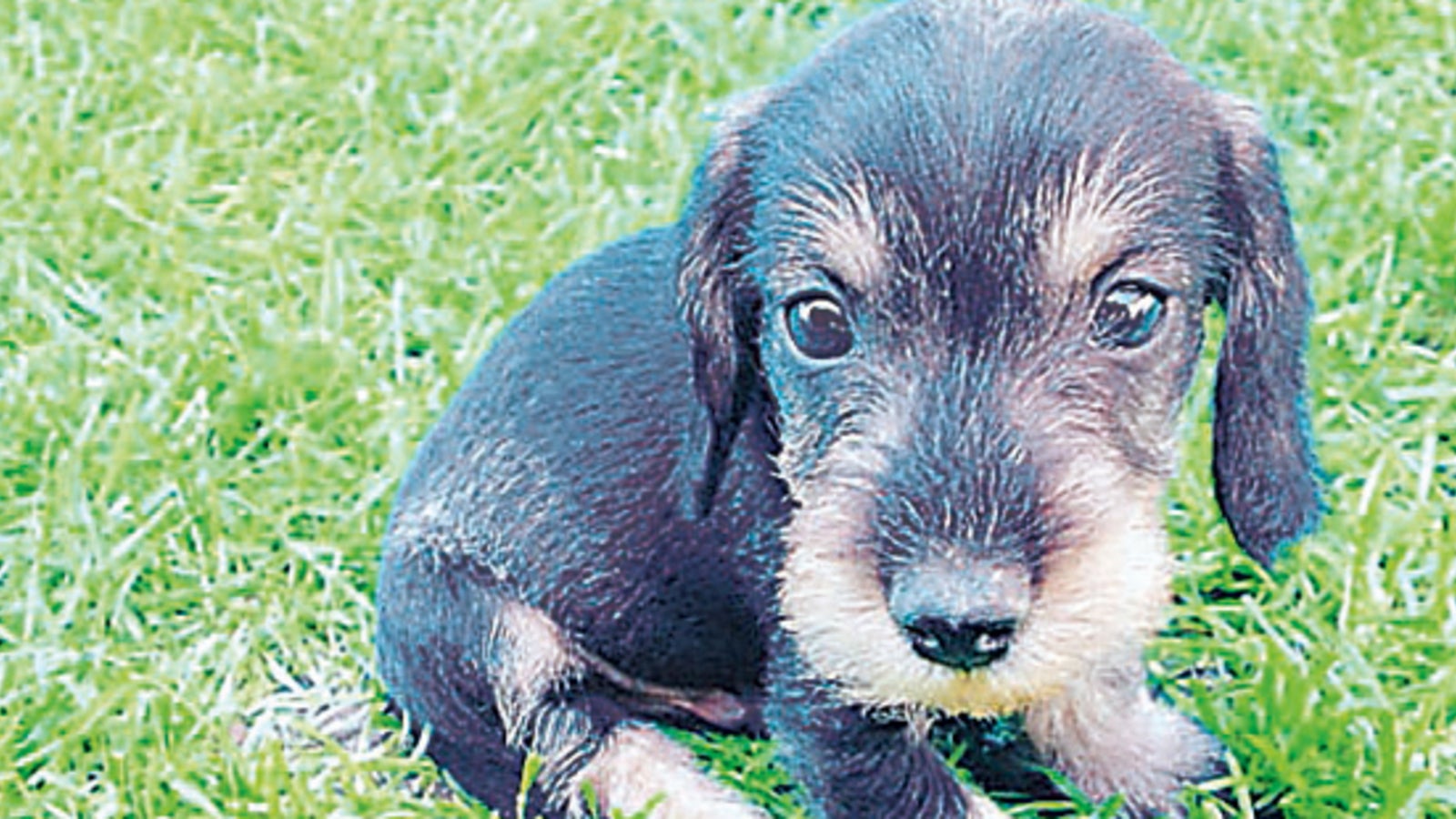 Toten Hund in Graben "entsorgt" - oe24.at