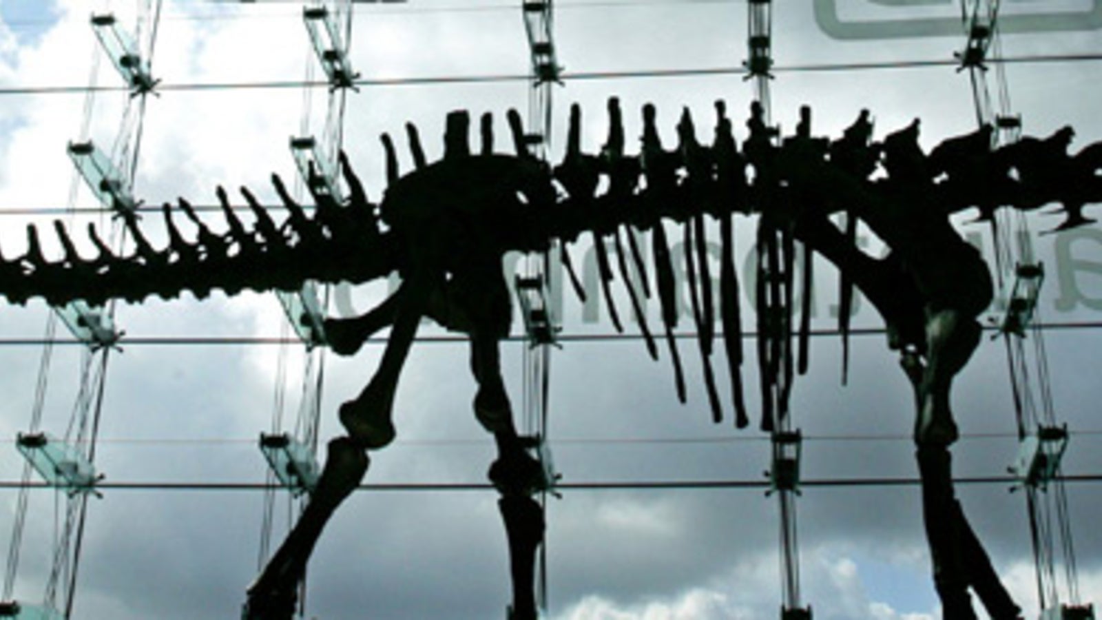 Forscher entdecken Knochen von Riesen-Dino - oe24.at