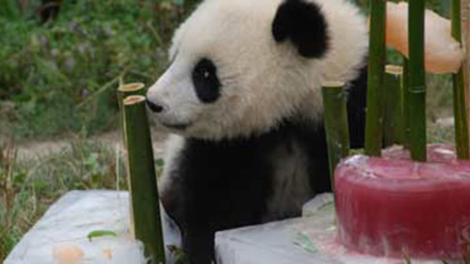 Fu Long nur mehr ein halbes Jahr in Wien - oe24.at