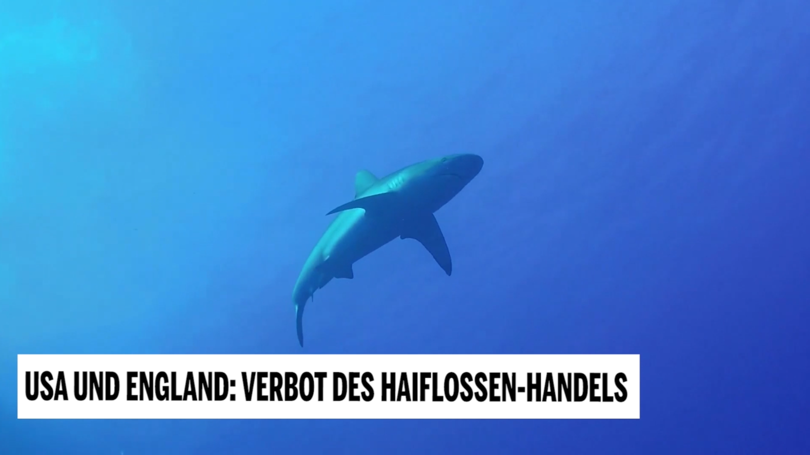 USA und England: Verbot des Haiflossen-Handels - oe24.tv
