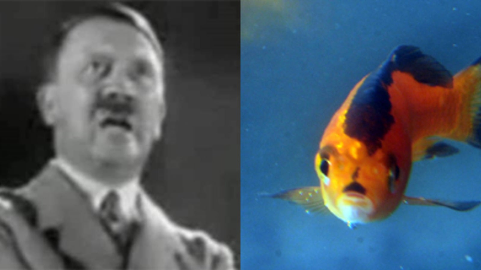 Briten lachen über Hitler-Fisch - oe24.at