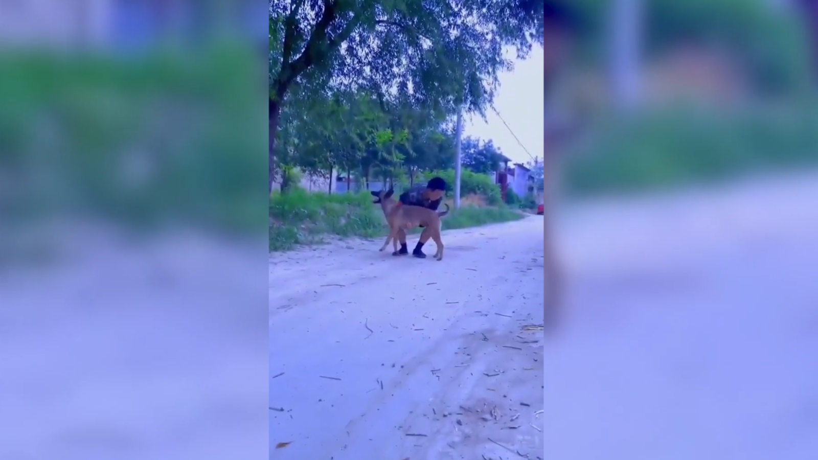 Dieser Hund macht einen crazy Salto - oe24.tv