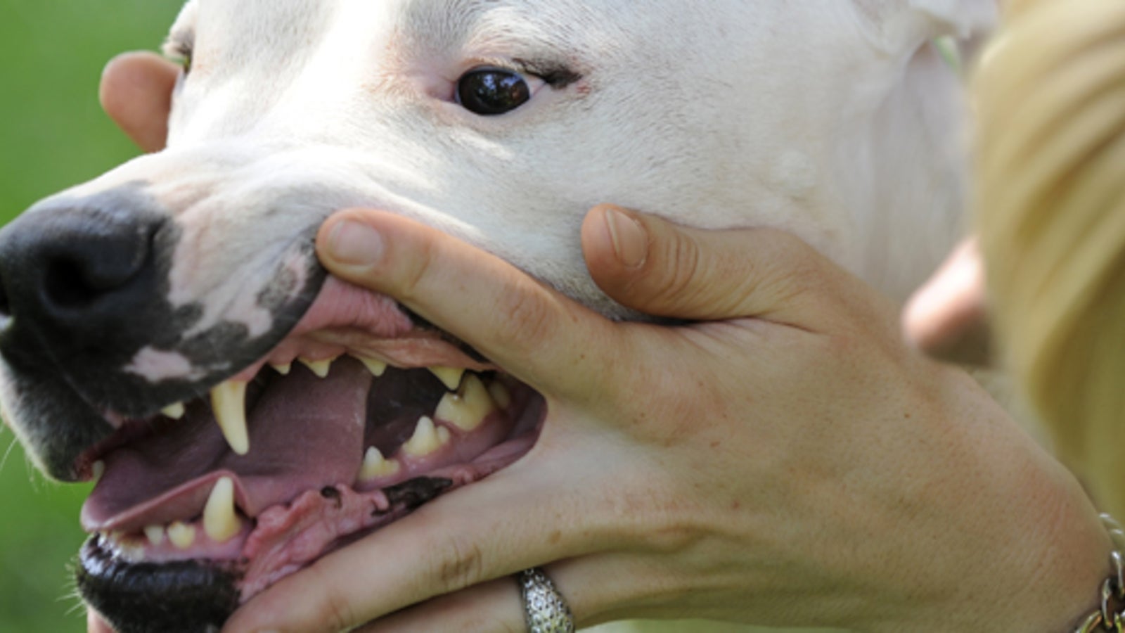 Ein Schwerverletzter nach Kampfhundattacke - oe24.at