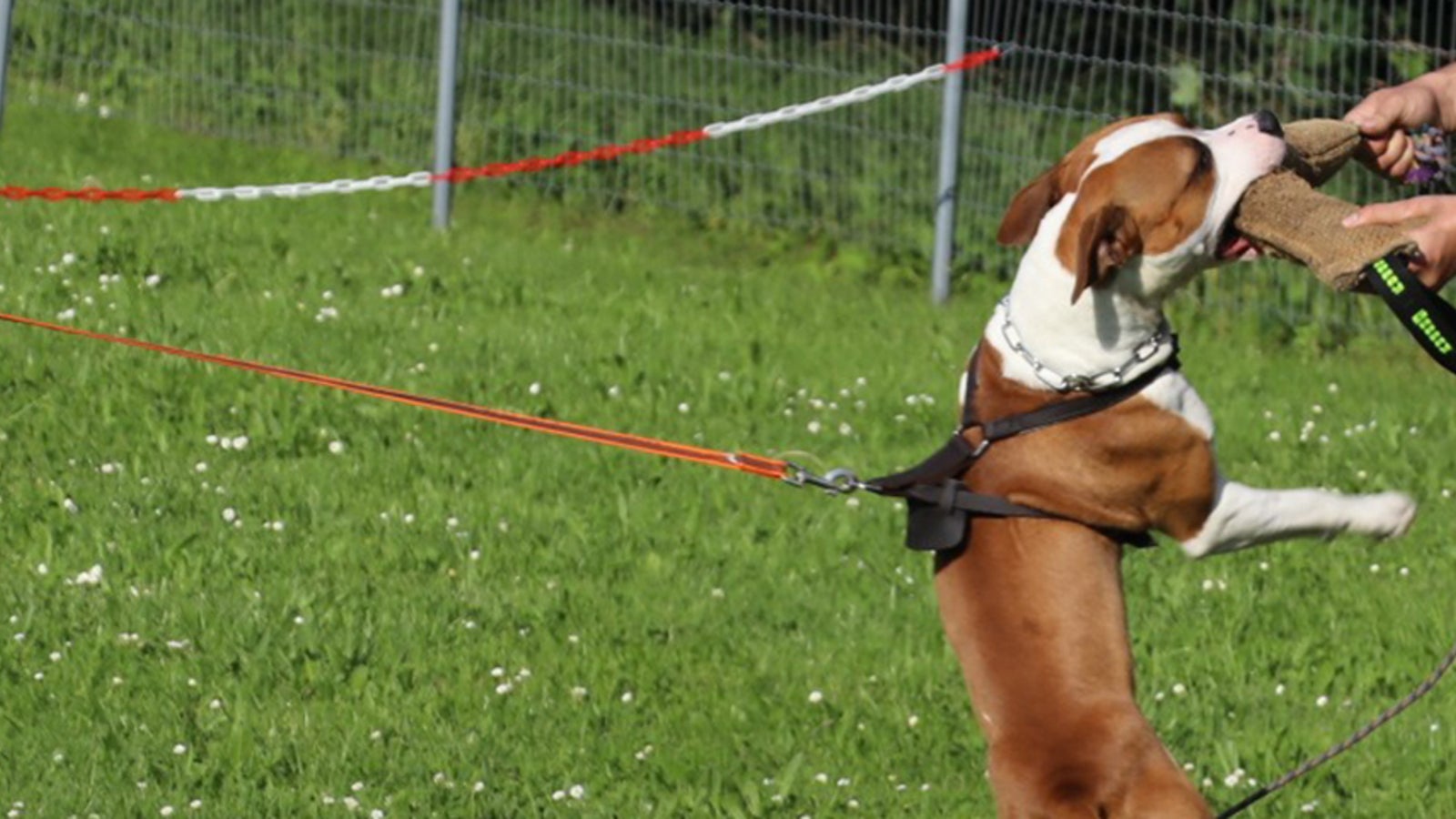 Tote Joggerin: Es waren drei Kampfhunde dabei - oe24.at