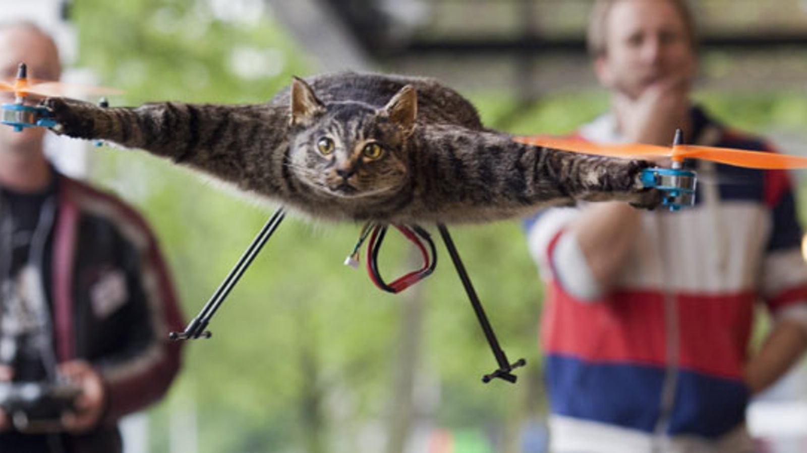 Irre: Künstler lässt tote Katze fliegen - oe24.at