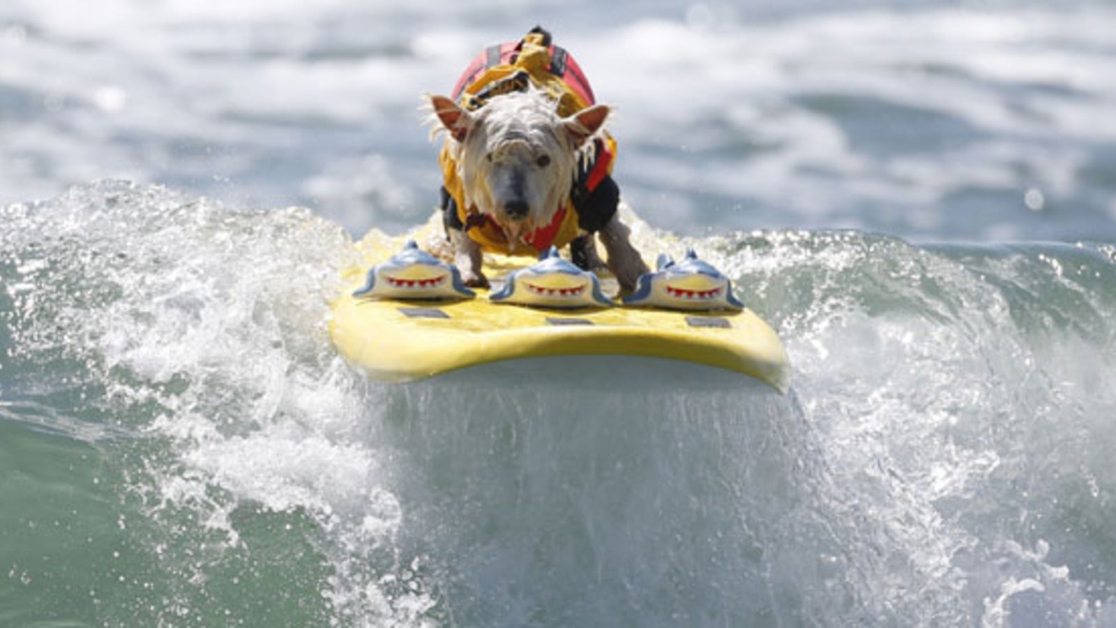 Kalifornien: Hier surfen Hunde - REISELUST