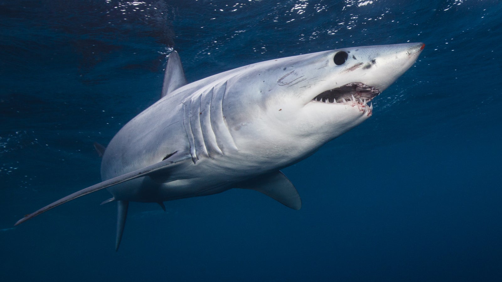 Touristen in Angst | Tödlicher und schnellster Hai vor spanischer Küste ...