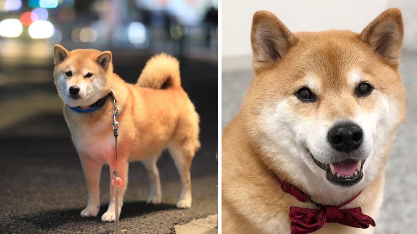 Dieser Hund hat 2,6 Mio. Instagram-Fans - madonna24.at