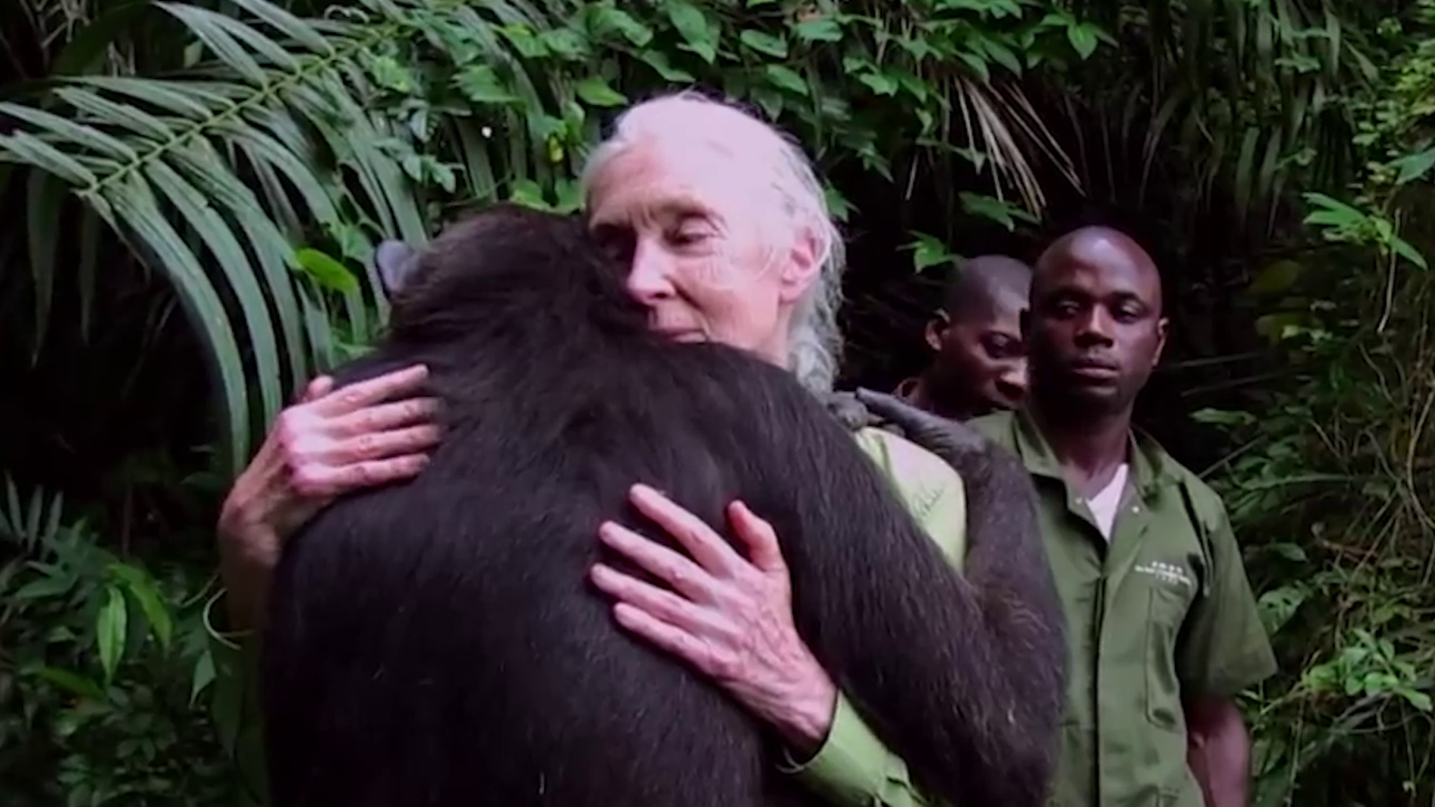 Jane Goodall Institute | Zum Schutz der letzten Schimpansen - oe24.at
