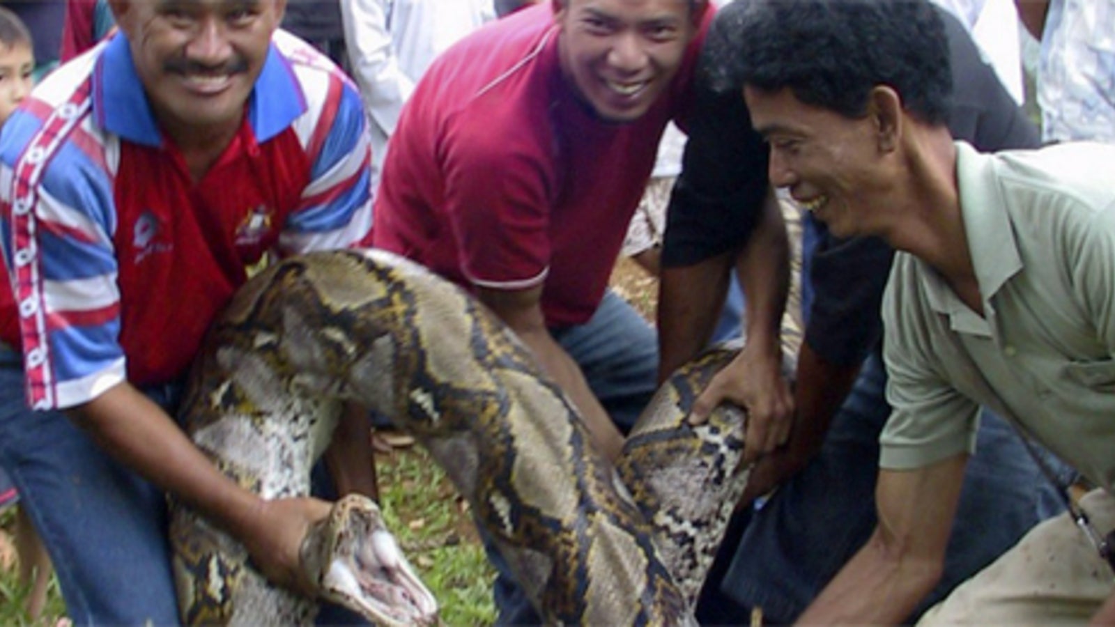 Python frisst elf Wachhunde in Malaysia auf - oe24.at