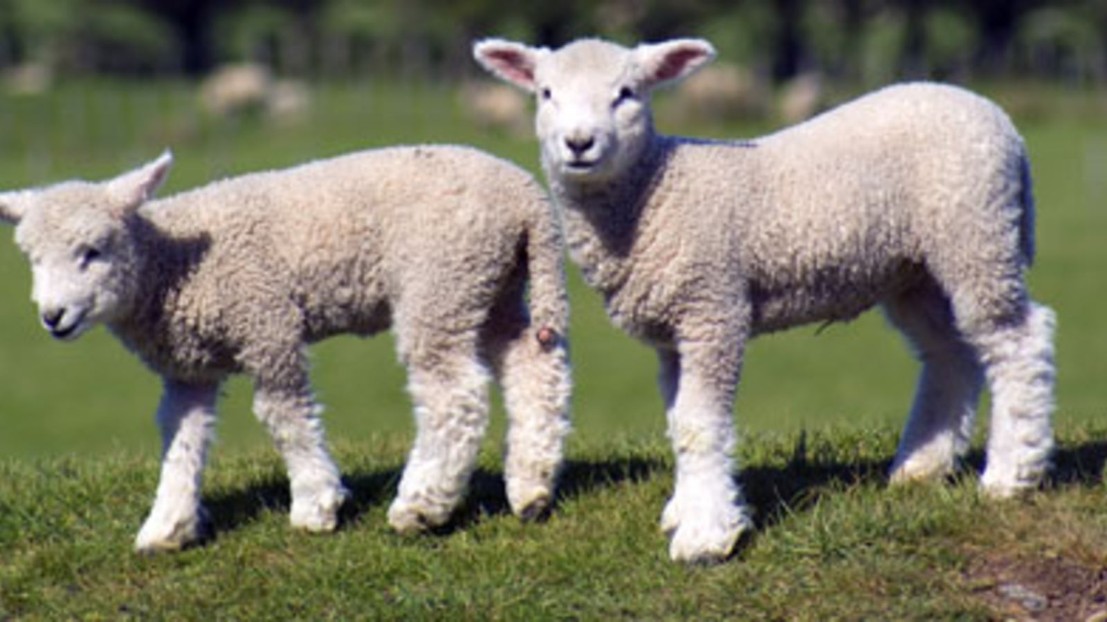 Schäfchen zählen beim Schlummern im Stall - REISELUST