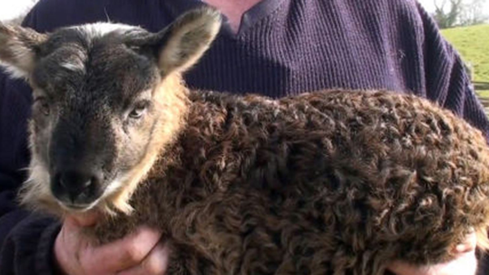 Halb Schaf, halb Ziege: Schiege geboren - oe24.at