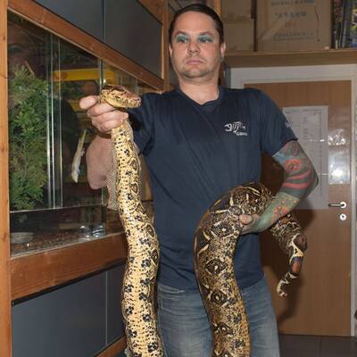 Riesen-Python im Mühlviertel gefunden - oe24.at