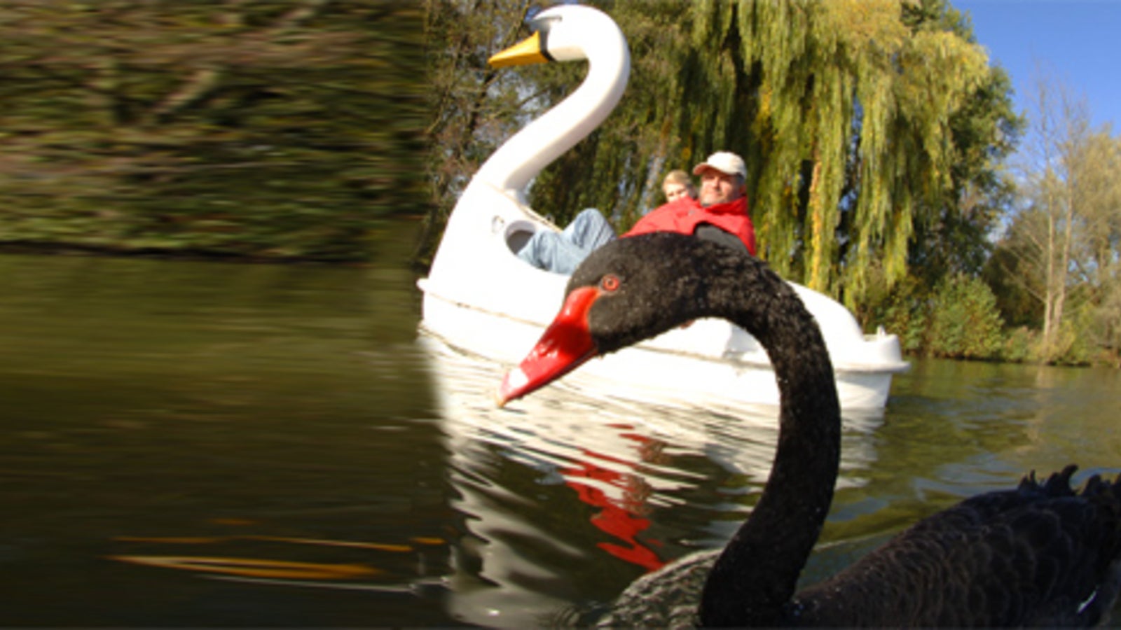 Schwan und Tretboot ziehen um - oe24.at