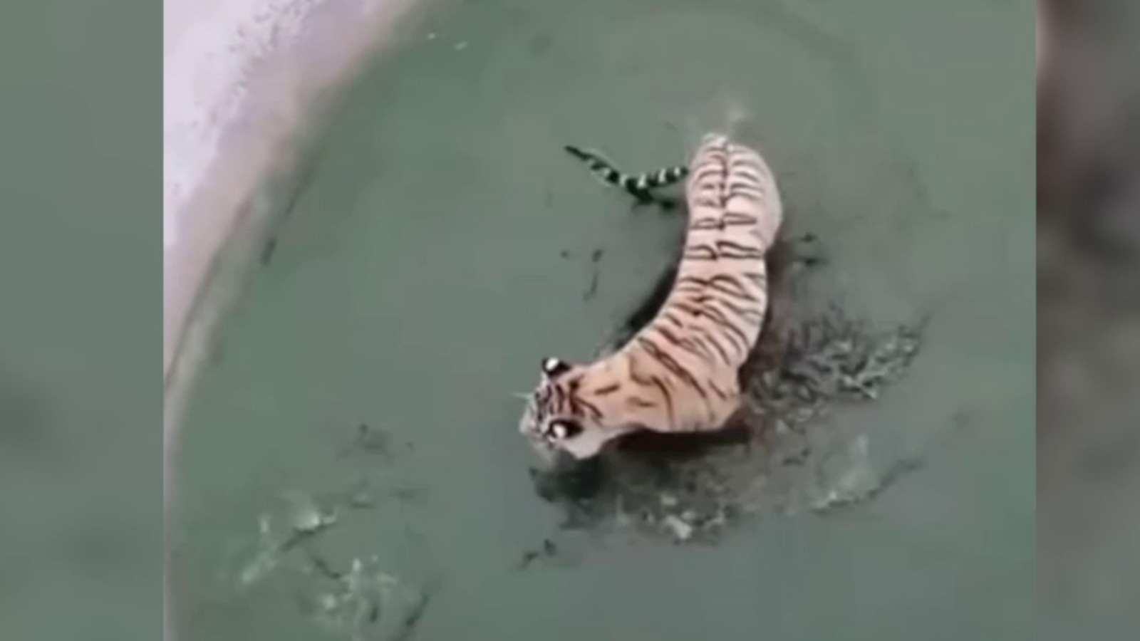 So clever trickst die Ente diesen Tiger aus - oe24.tv