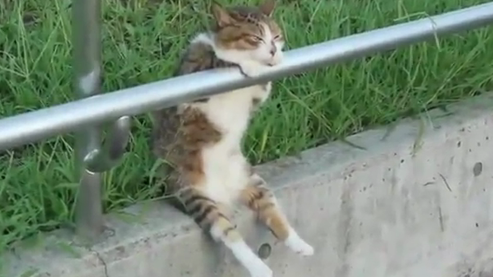 So gemütlich! Katze beim Chillen erwischt - oe24.tv