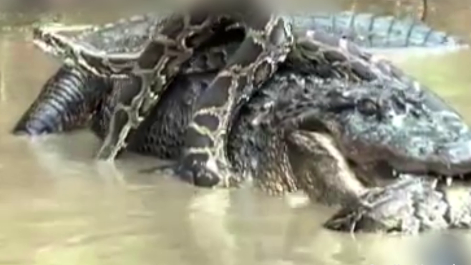 Python vs. Alligator - oe24.tv